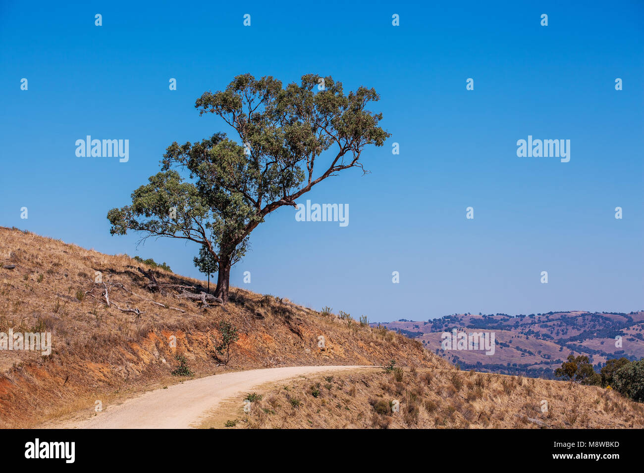 Lonely eucalyptus tree in rural Australian countryside under blue sky ...