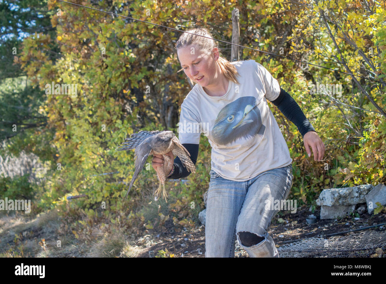 Cibola Mountain air Gavilan Trail Hawk Watch Stock Photo - Alamy