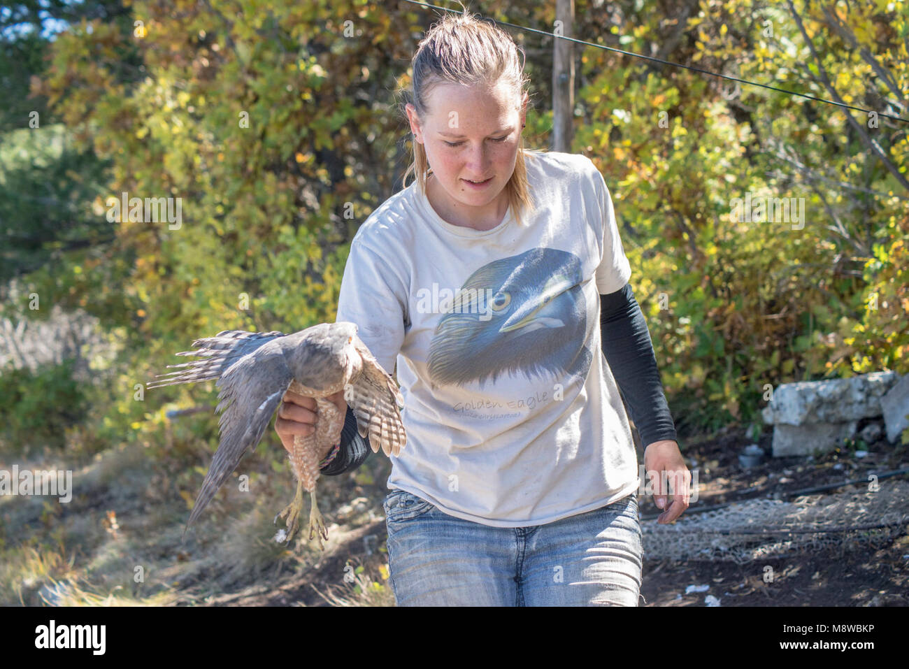 Cibola Mountain air Gavilan Trail Hawk Watch Stock Photo - Alamy