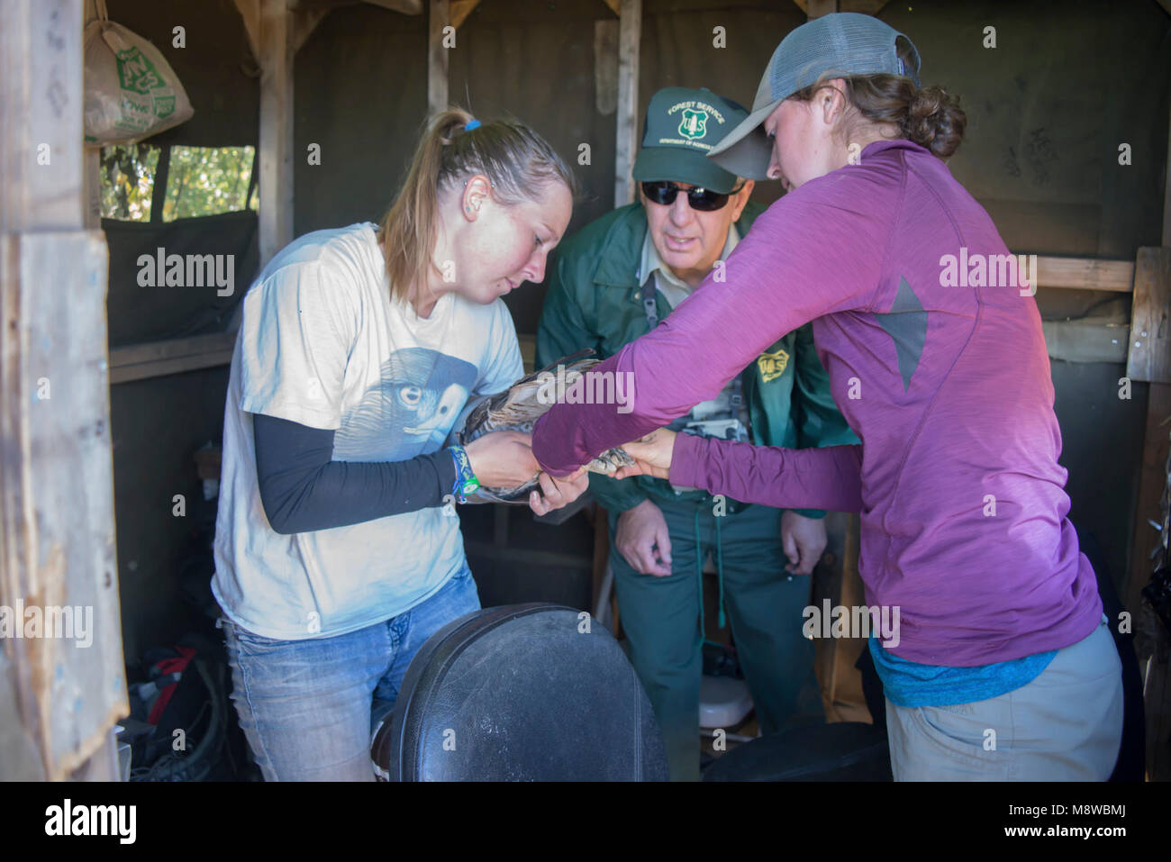 Cibola Mountain air Gavilan Trail Hawk Watch Stock Photo - Alamy