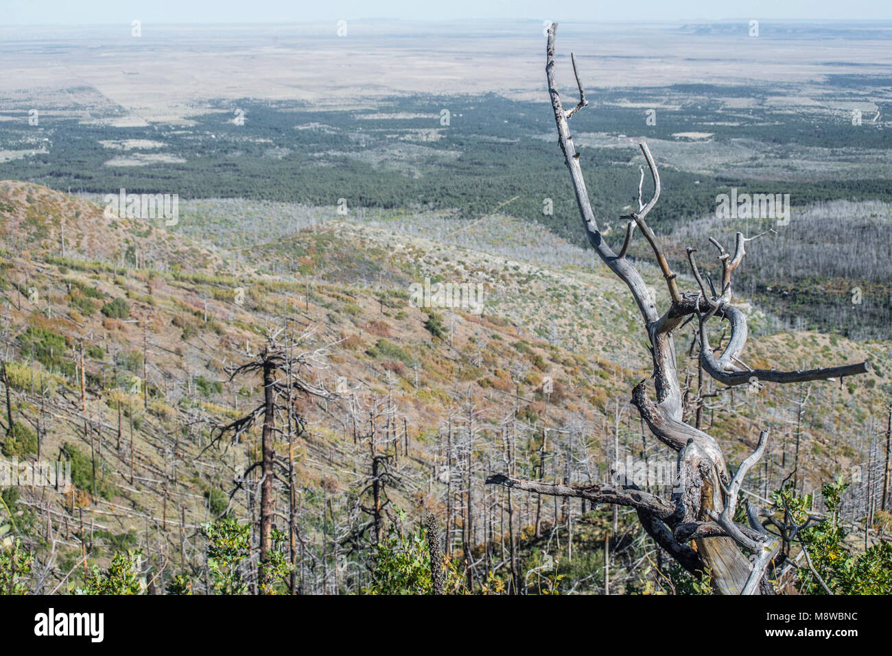 Cibola Mountain air Gavilan Trail Hawk Watch Stock Photo - Alamy