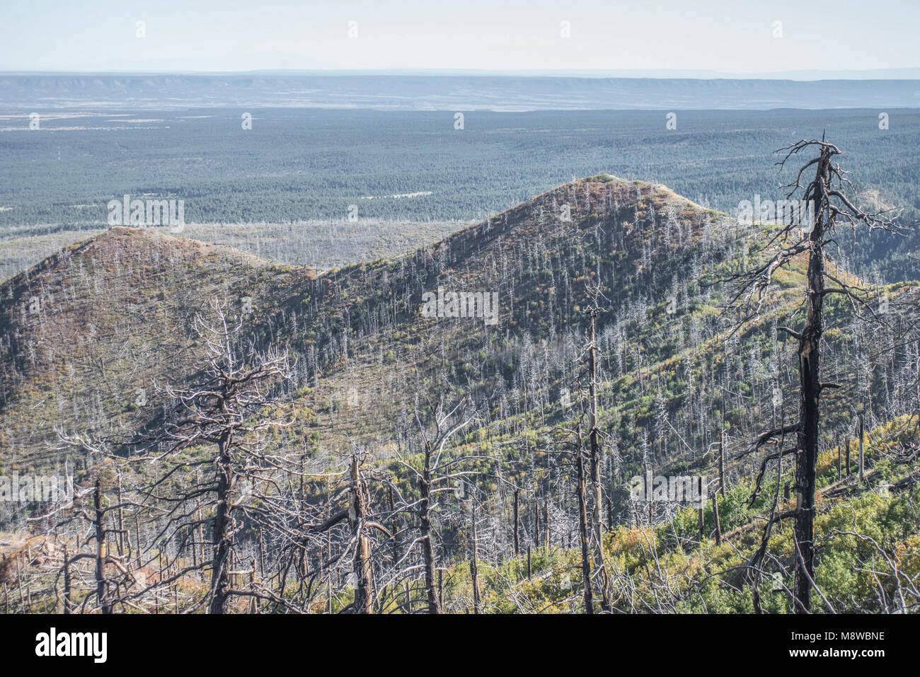 Cibola Mountain air Gavilan Trail Hawk Watch Stock Photo - Alamy