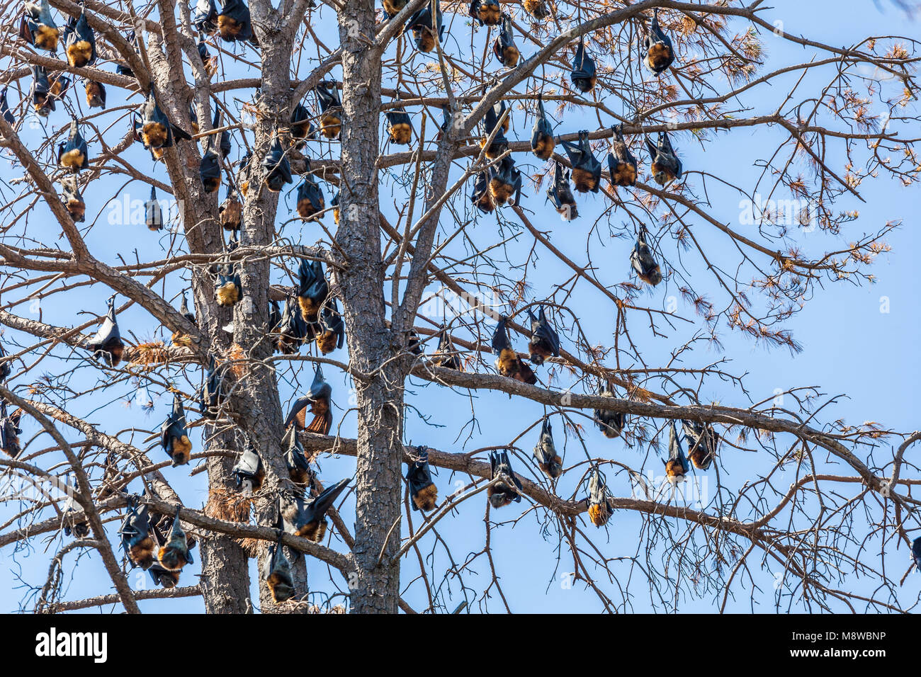 Grey-headed flying foxes hanging down from tree branches - native ...