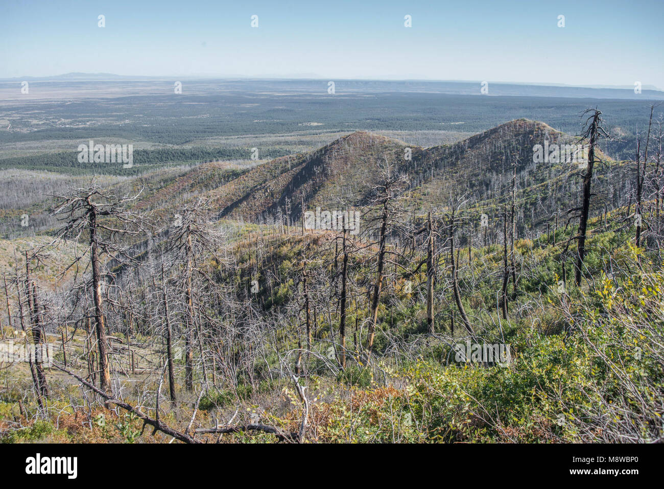 Cibola Mountain air Gavilan Trail Hawk Watch Stock Photo - Alamy