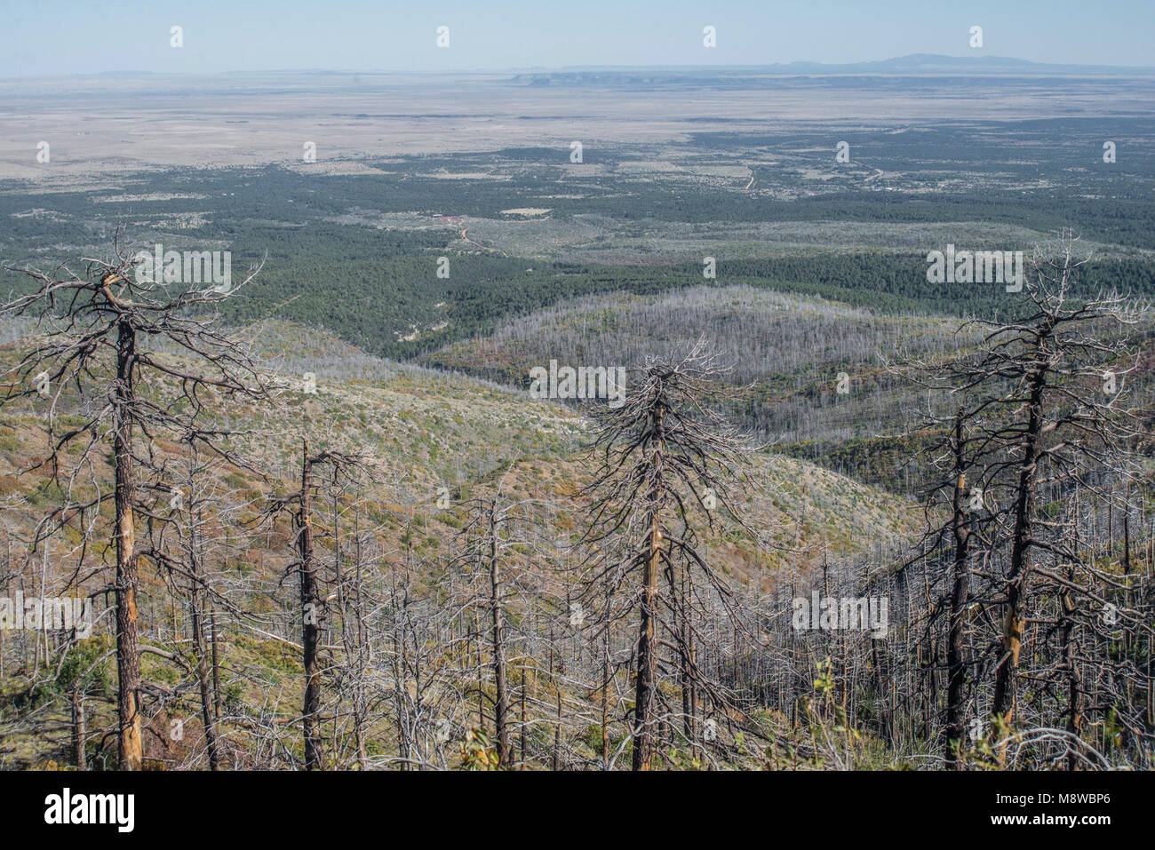 Cibola Mountain air Gavilan Trail Hawk Watch Stock Photo - Alamy