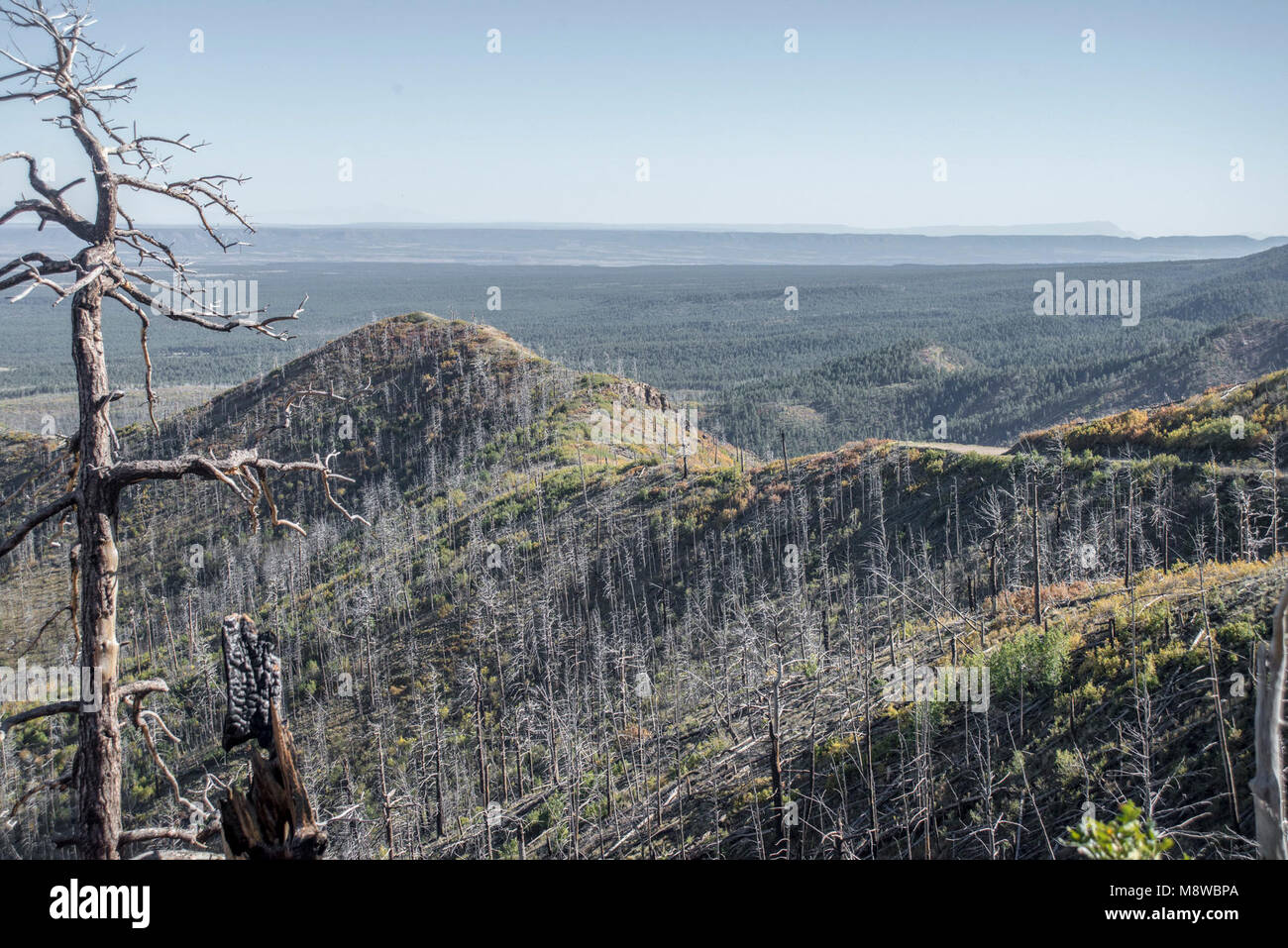 Cibola Mountain air Gavilan Trail Hawk Watch Stock Photo - Alamy