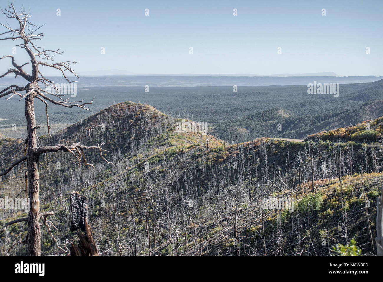 Cibola Mountain air Gavilan Trail Hawk Watch Stock Photo - Alamy