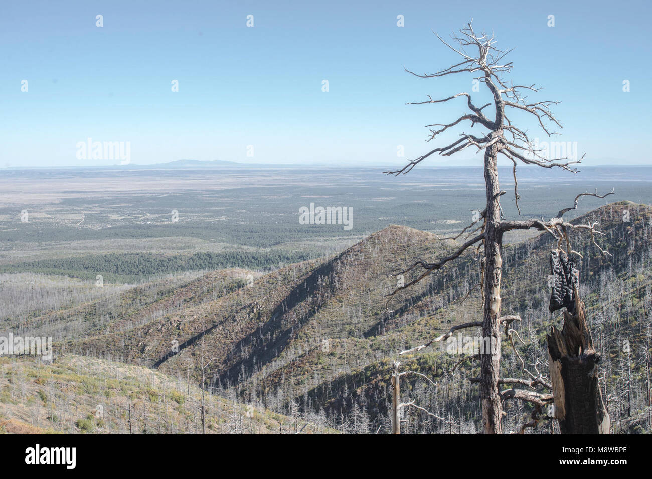 Cibola Mountain air Gavilan Trail Hawk Watch Stock Photo - Alamy