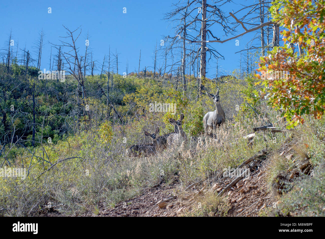 Cibola Mountain air Gavilan Trail Hawk Watch Stock Photo - Alamy