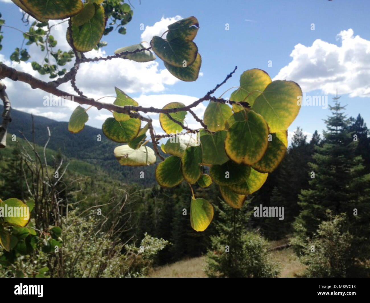 Aspen Vista in Santa Fe National Forest Stock Photo - Alamy