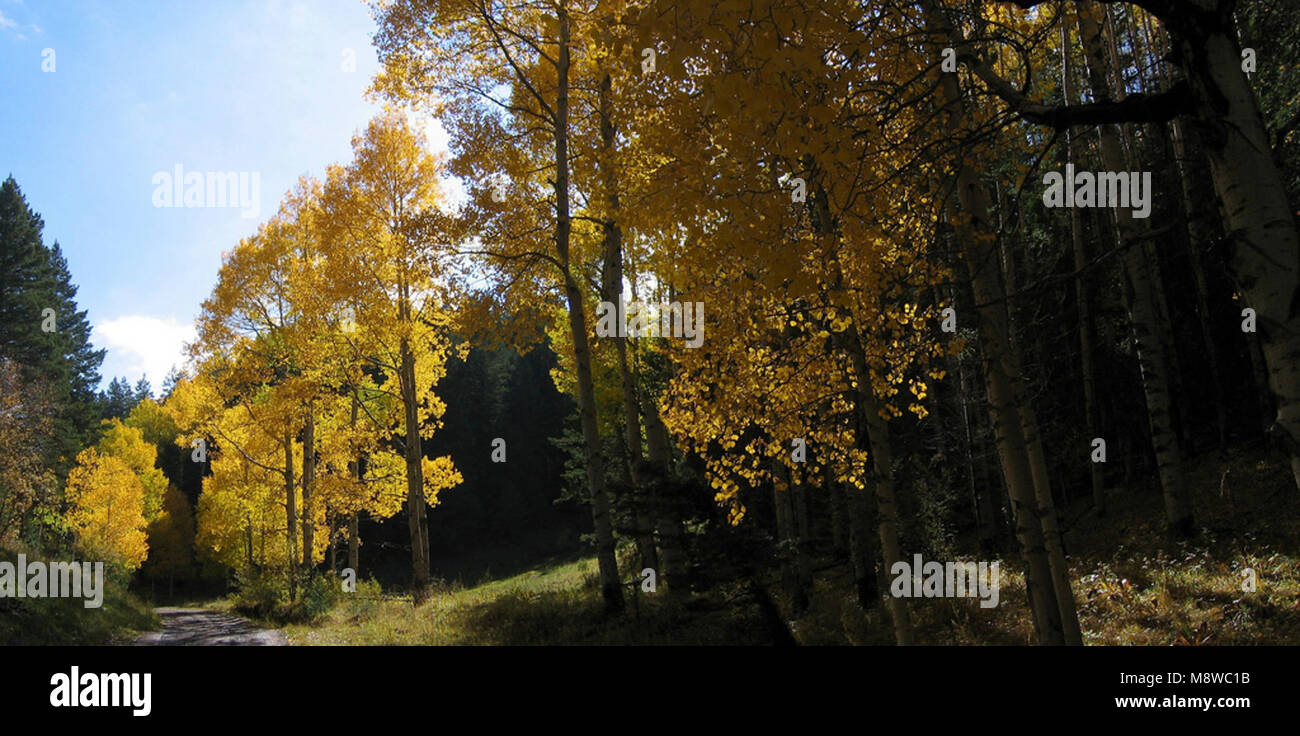 Aspens turning color along the upper end of Karr Canyon on the ...