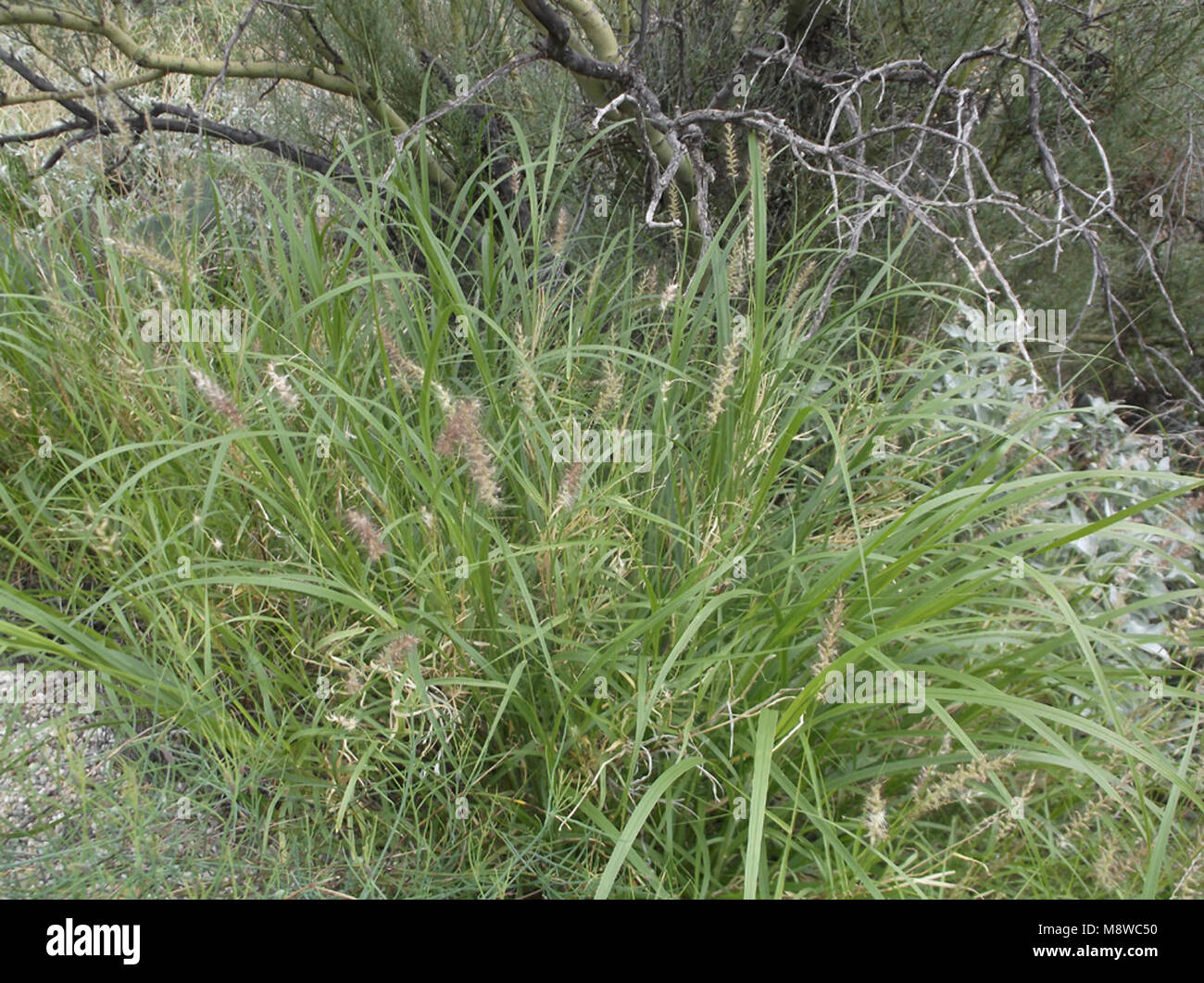 Buffel grass hi-res stock photography and images - Alamy