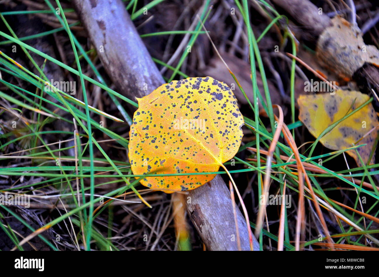 Fall colors - Aspen leaf Stock Photo - Alamy