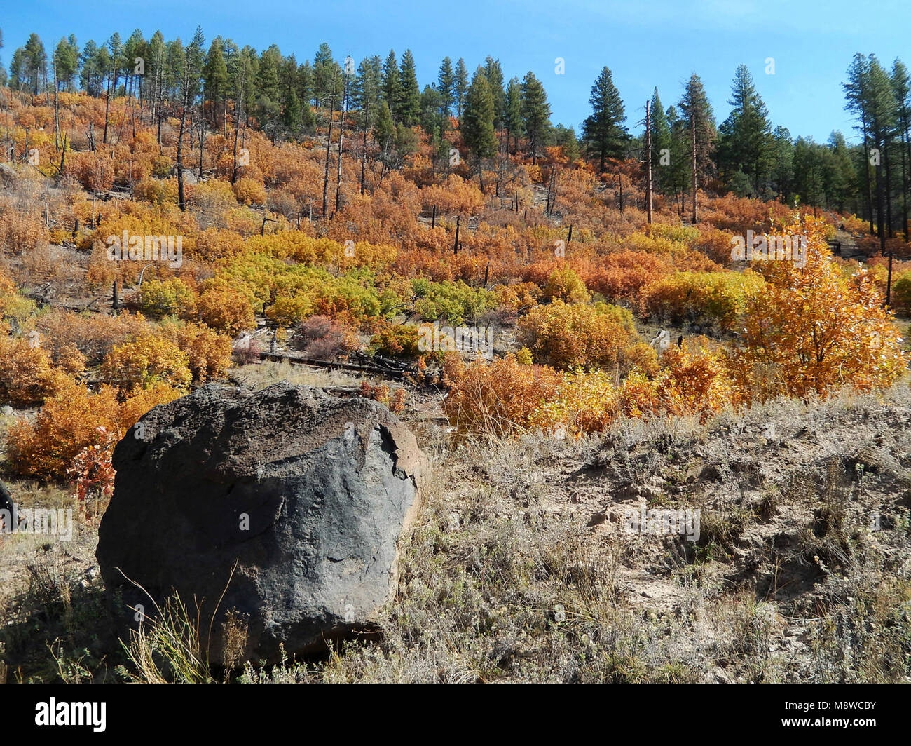 Fall Colors Santa Fe NF . A sight of the changing colors near Jemez ...