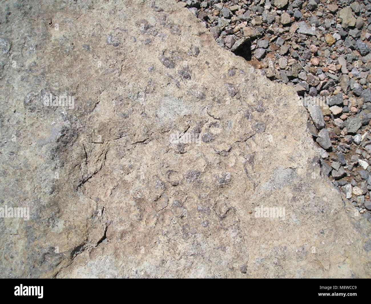 Fossils . Fossiliferous limestone Stock Photo - Alamy