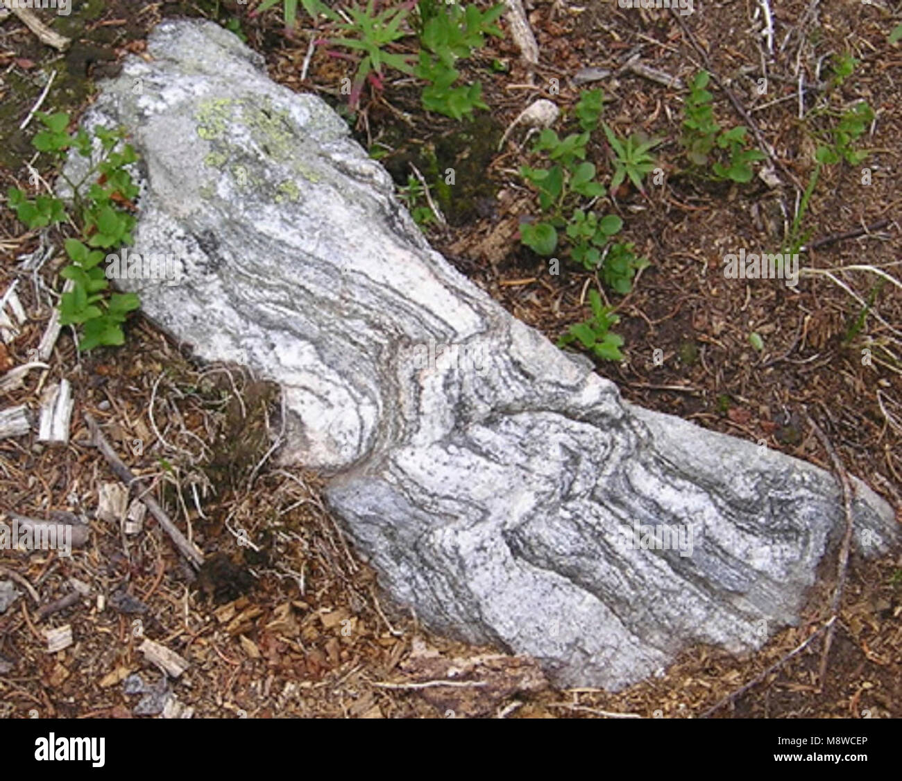 Migmatite hi-res stock photography and images - Alamy