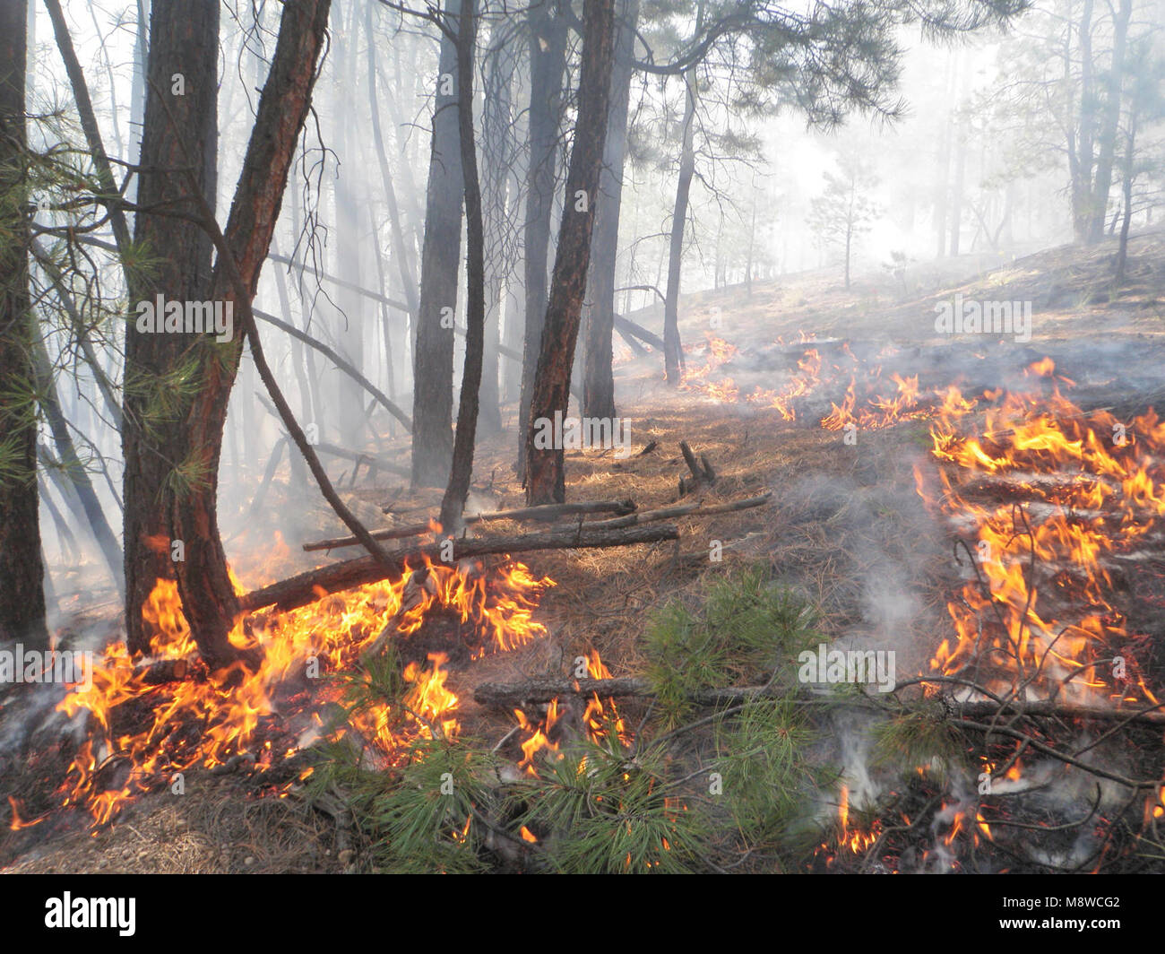 Pino Fire Santa Fe National Forest Stock Photo - Alamy