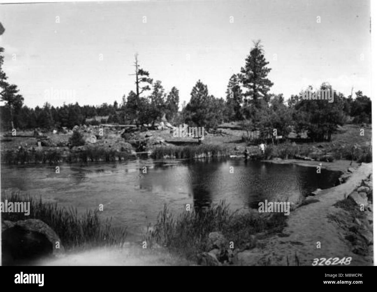 Vintage black and white photo history of life and work in the forest ...