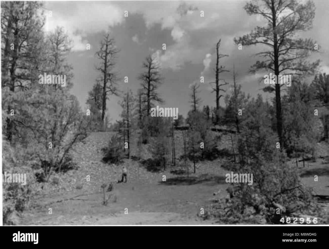 Vintage black and white photo history of life and work in the forest ...