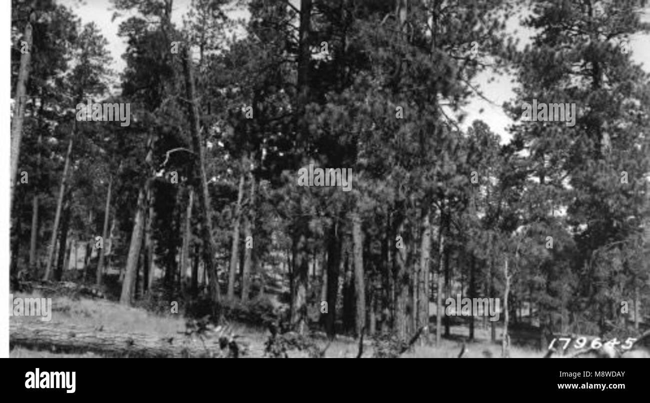 Vintage black and white photo history of life and work in the forest ...
