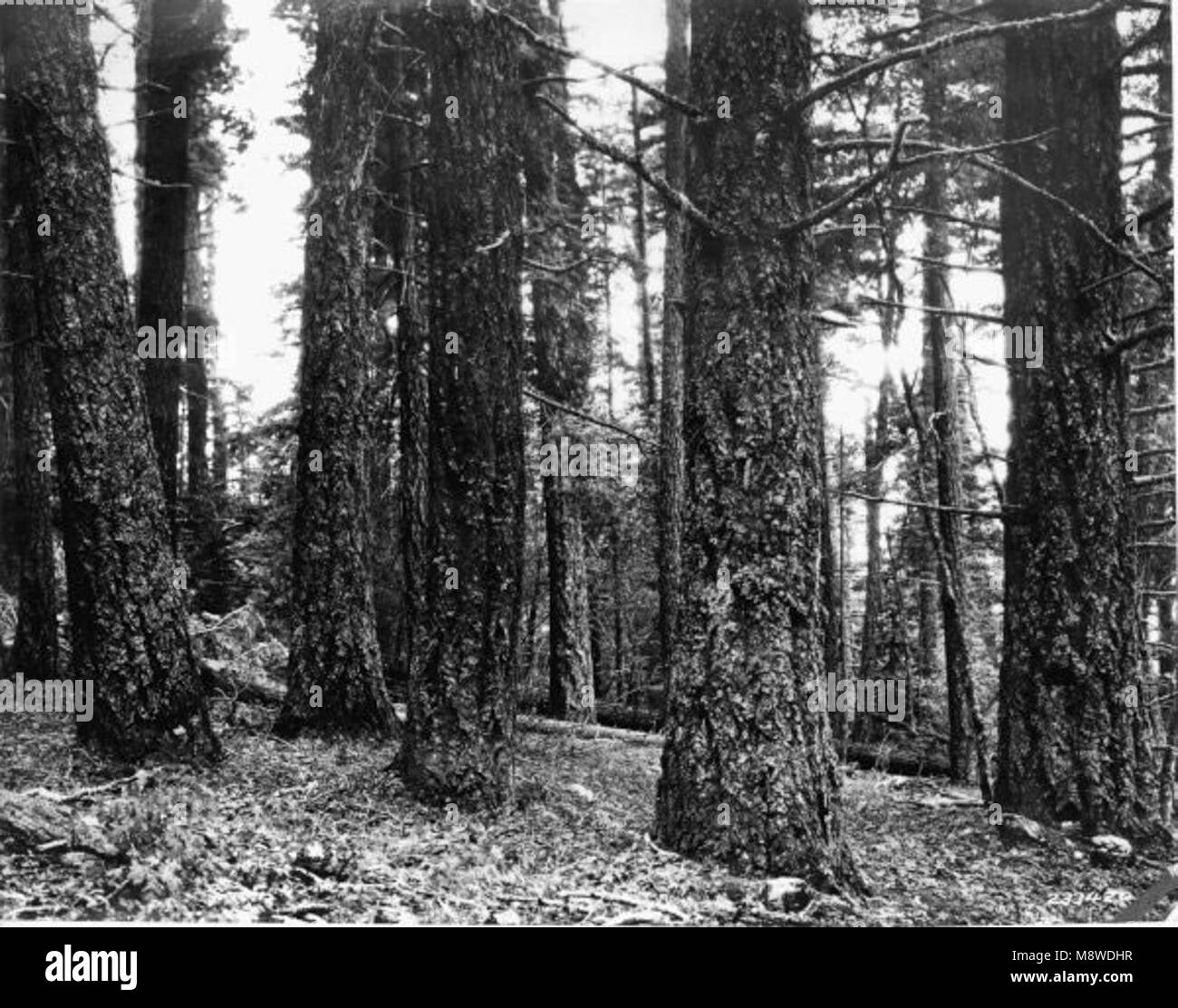Vintage black and white photo history of life and work in the forest ...