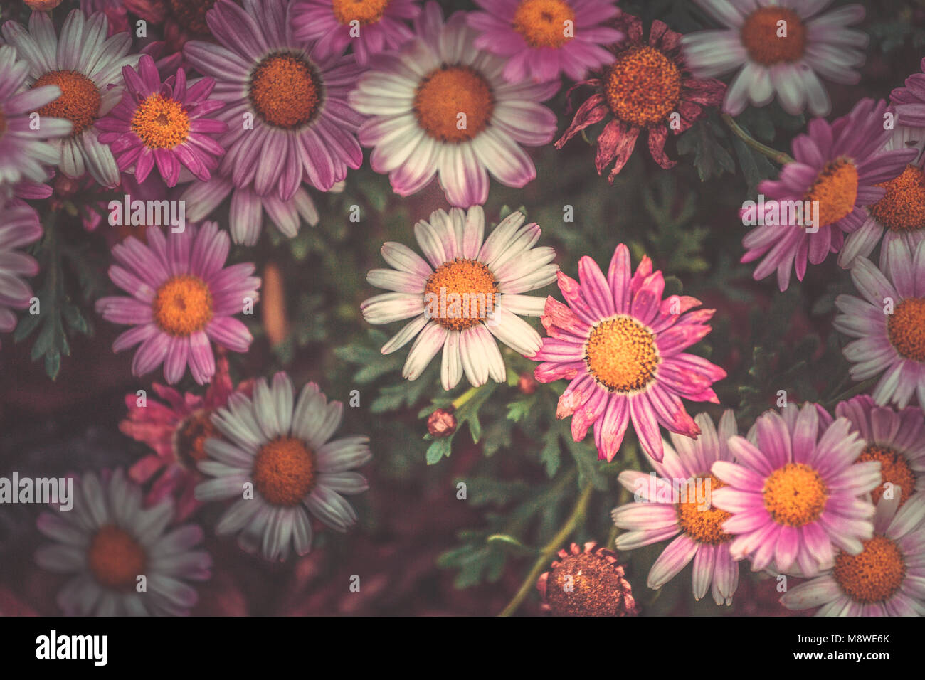 Fresh colorful flower wall background Stock Photo - Alamy