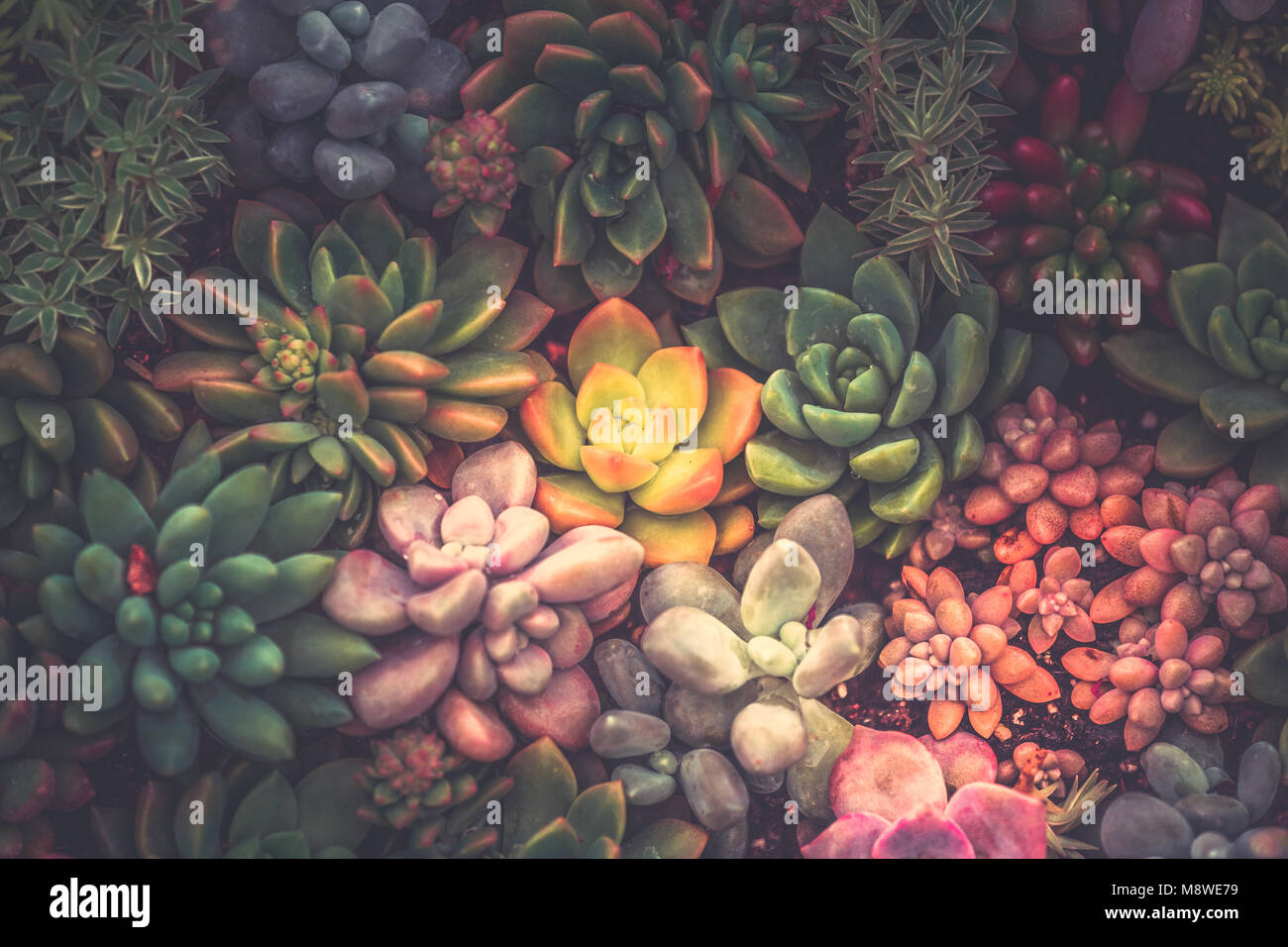 Close up of succulent plants, background or texture Stock Photo - Alamy