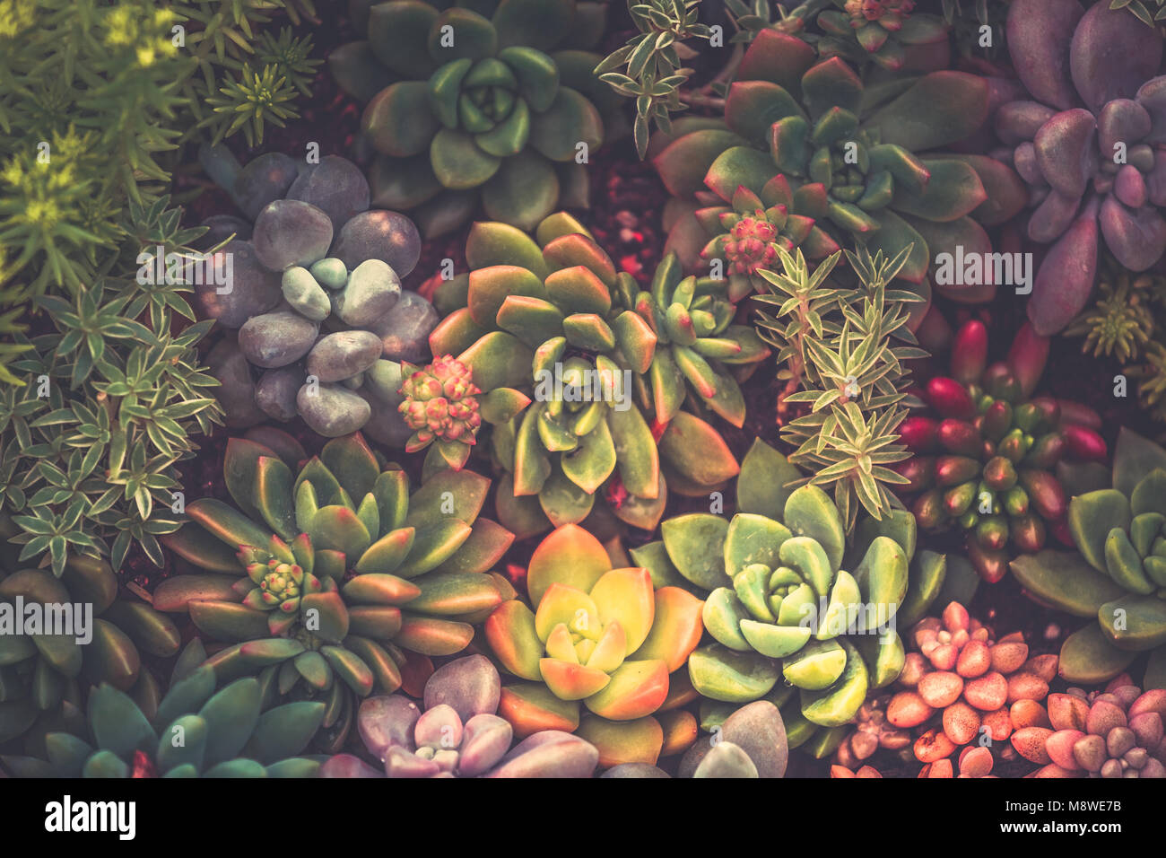 Close up of succulent plants, background or texture Stock Photo - Alamy
