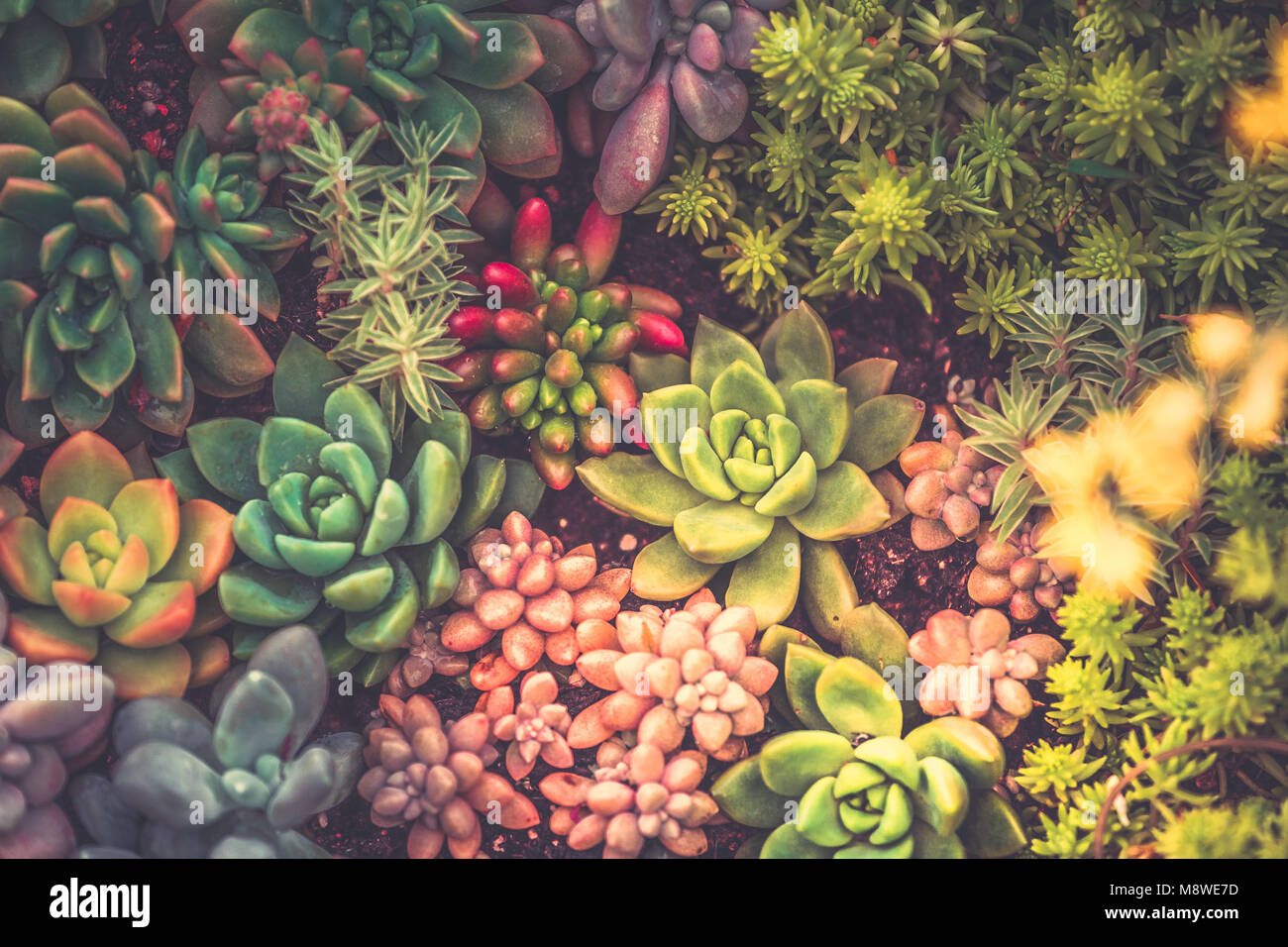 Close up of succulent plants, background or texture Stock Photo - Alamy