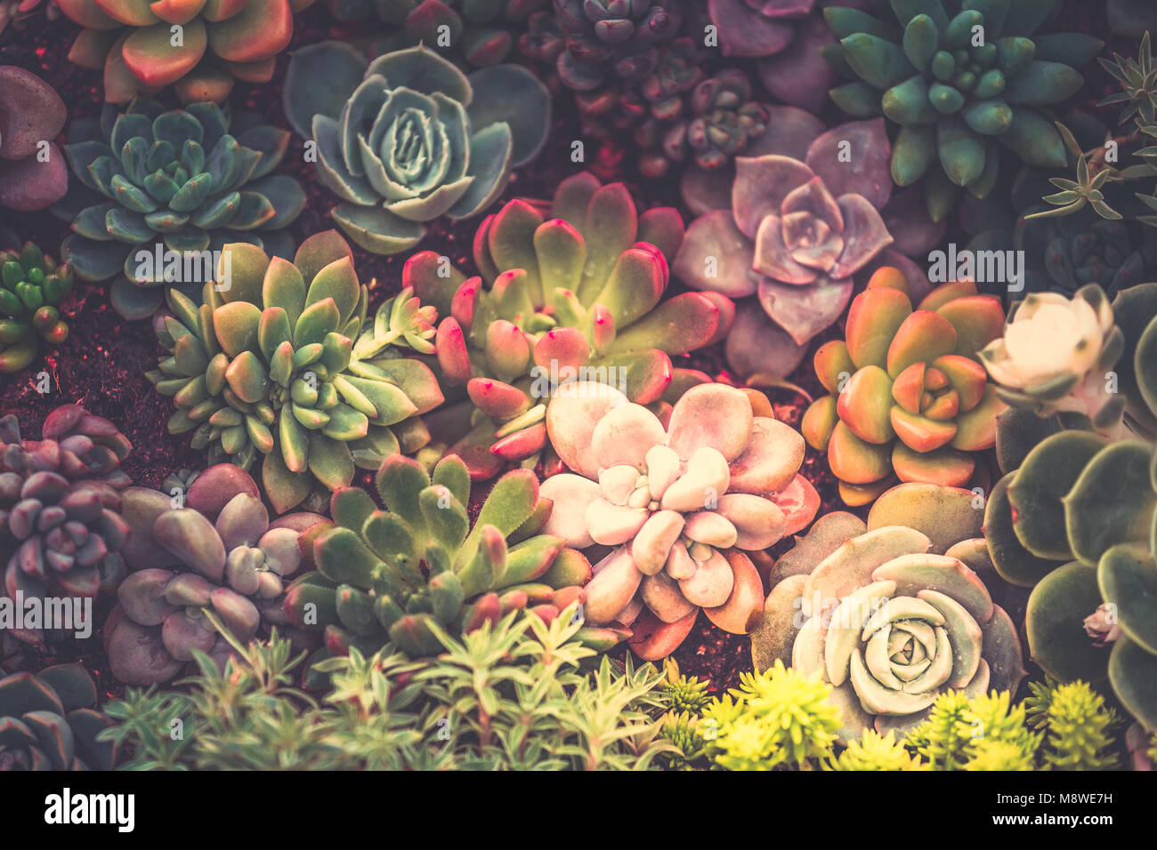 Close up of succulent plants, background or texture Stock Photo - Alamy