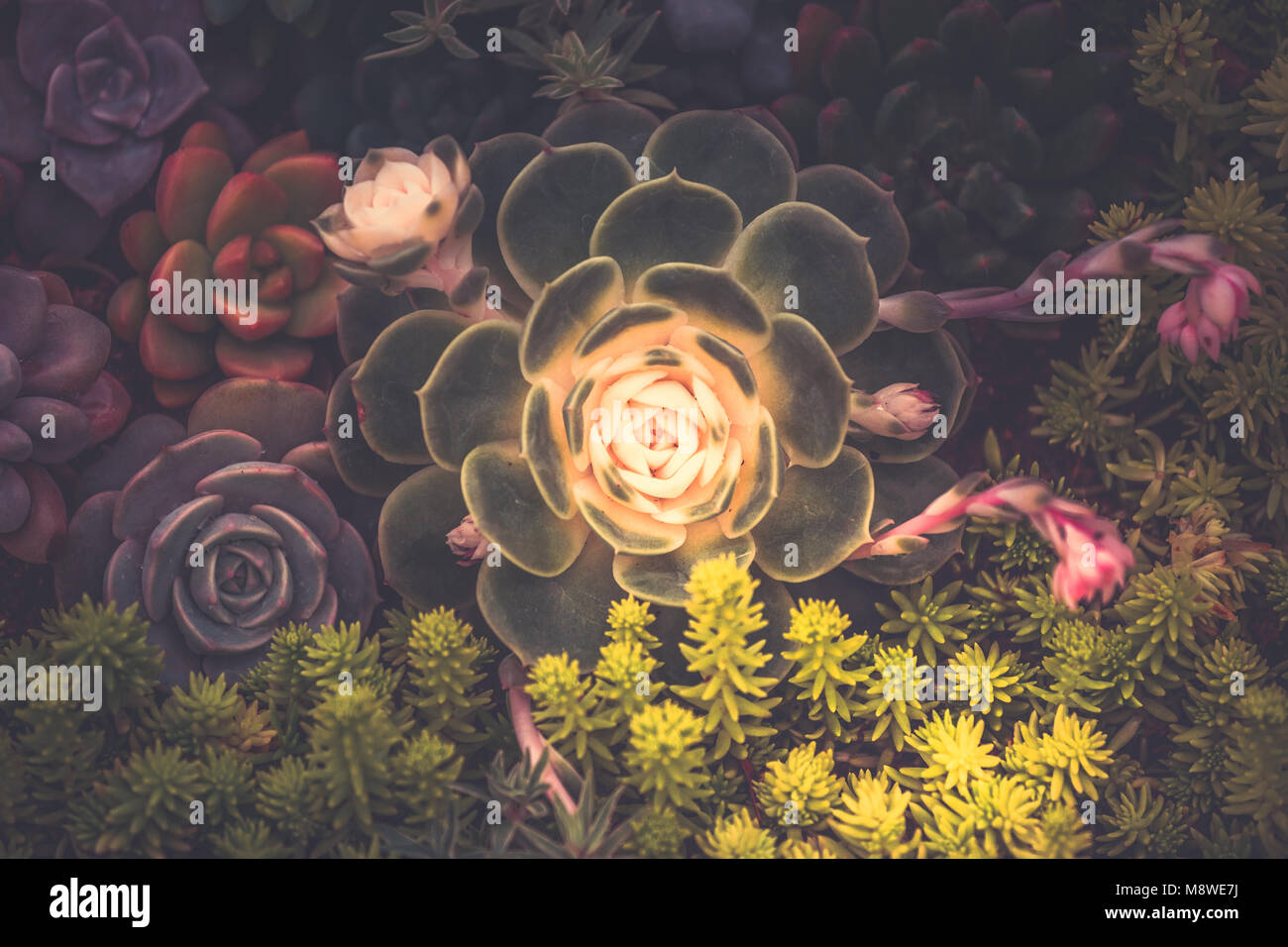 Close up of succulent plants, background or texture Stock Photo - Alamy