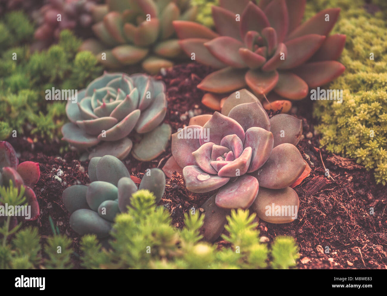 Close up of succulent plants, background or texture Stock Photo - Alamy