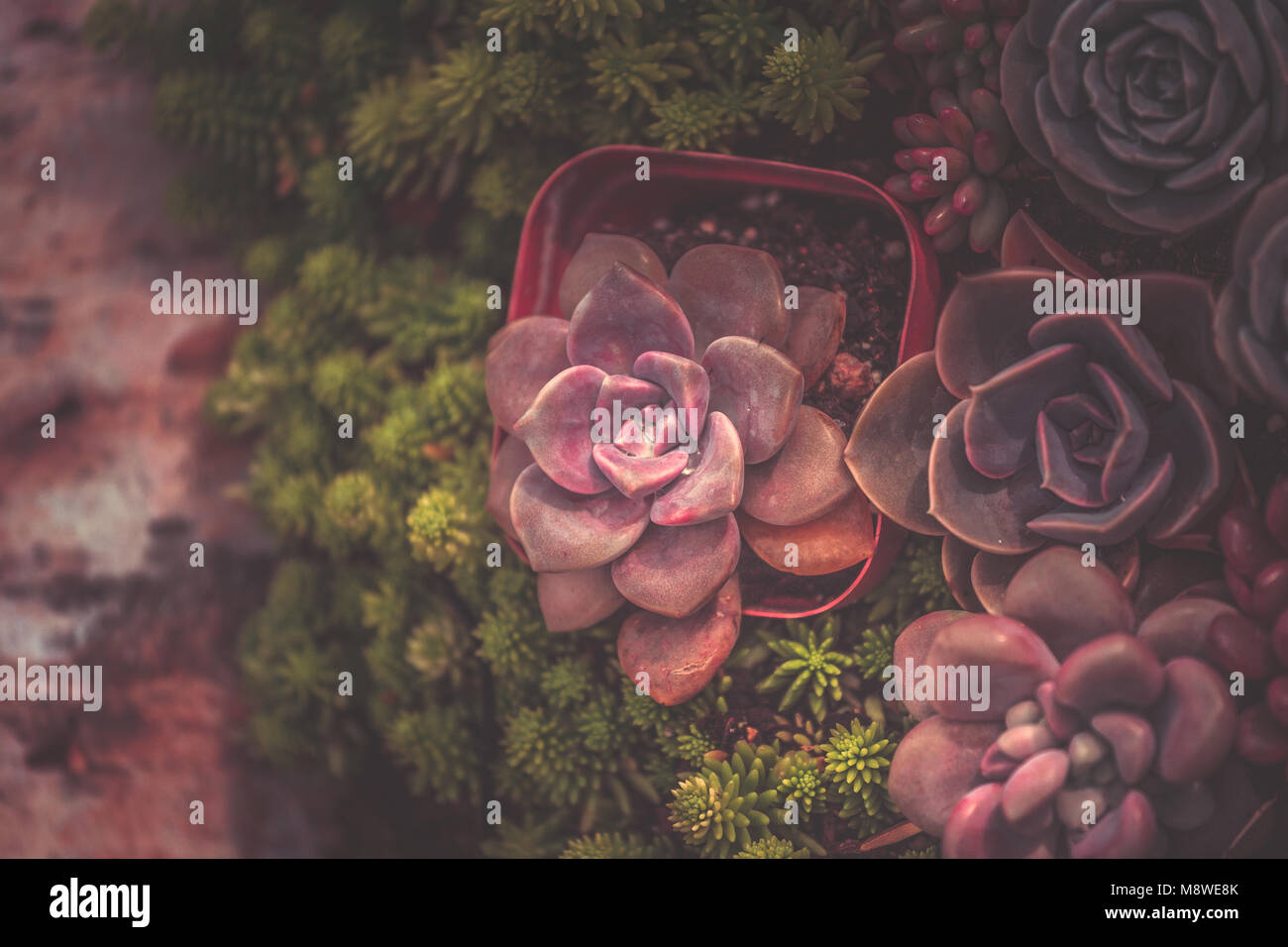 Close up of succulent plants, background or texture Stock Photo - Alamy