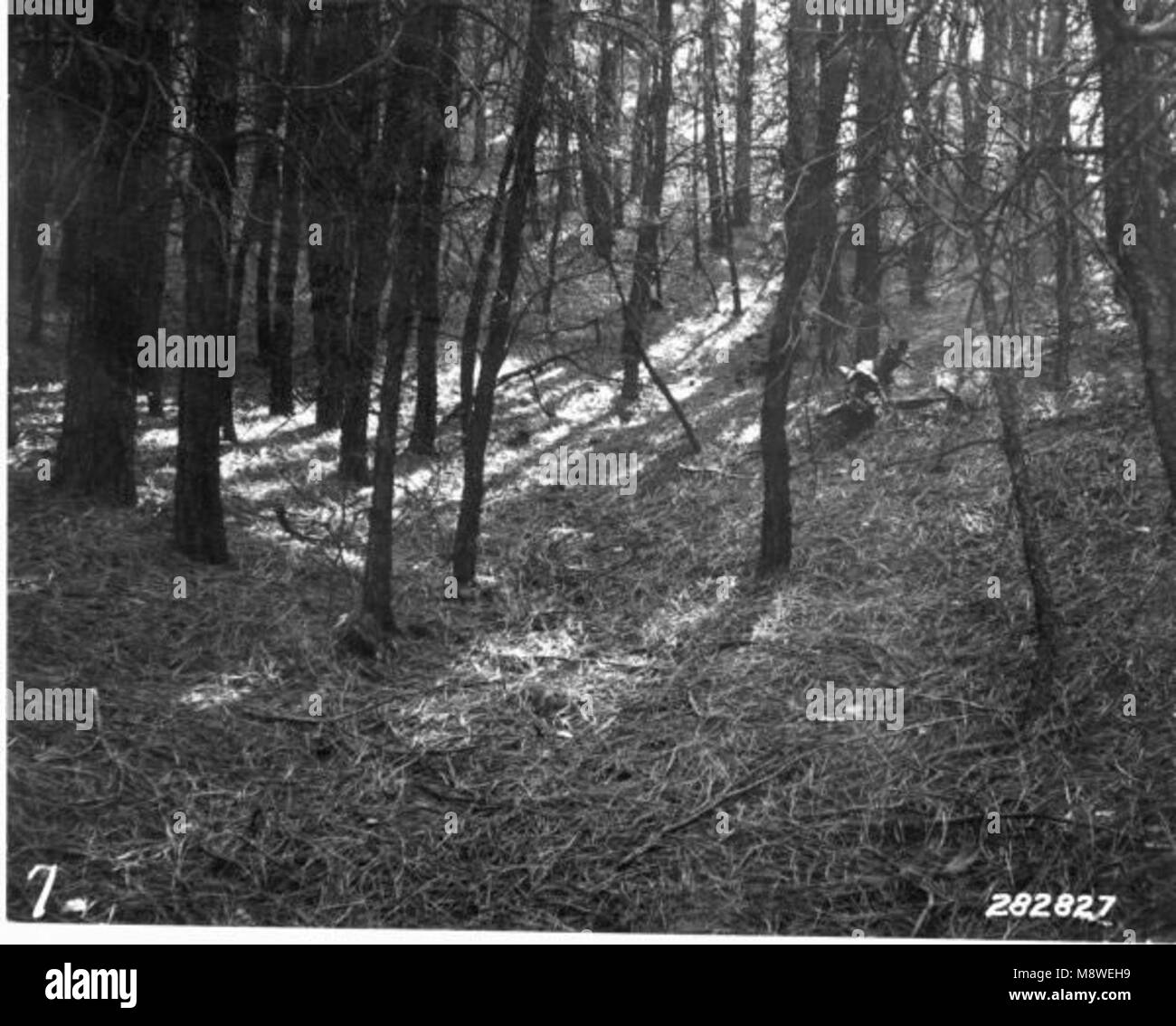 Vintage black and white photo history of life and work in the forest ...