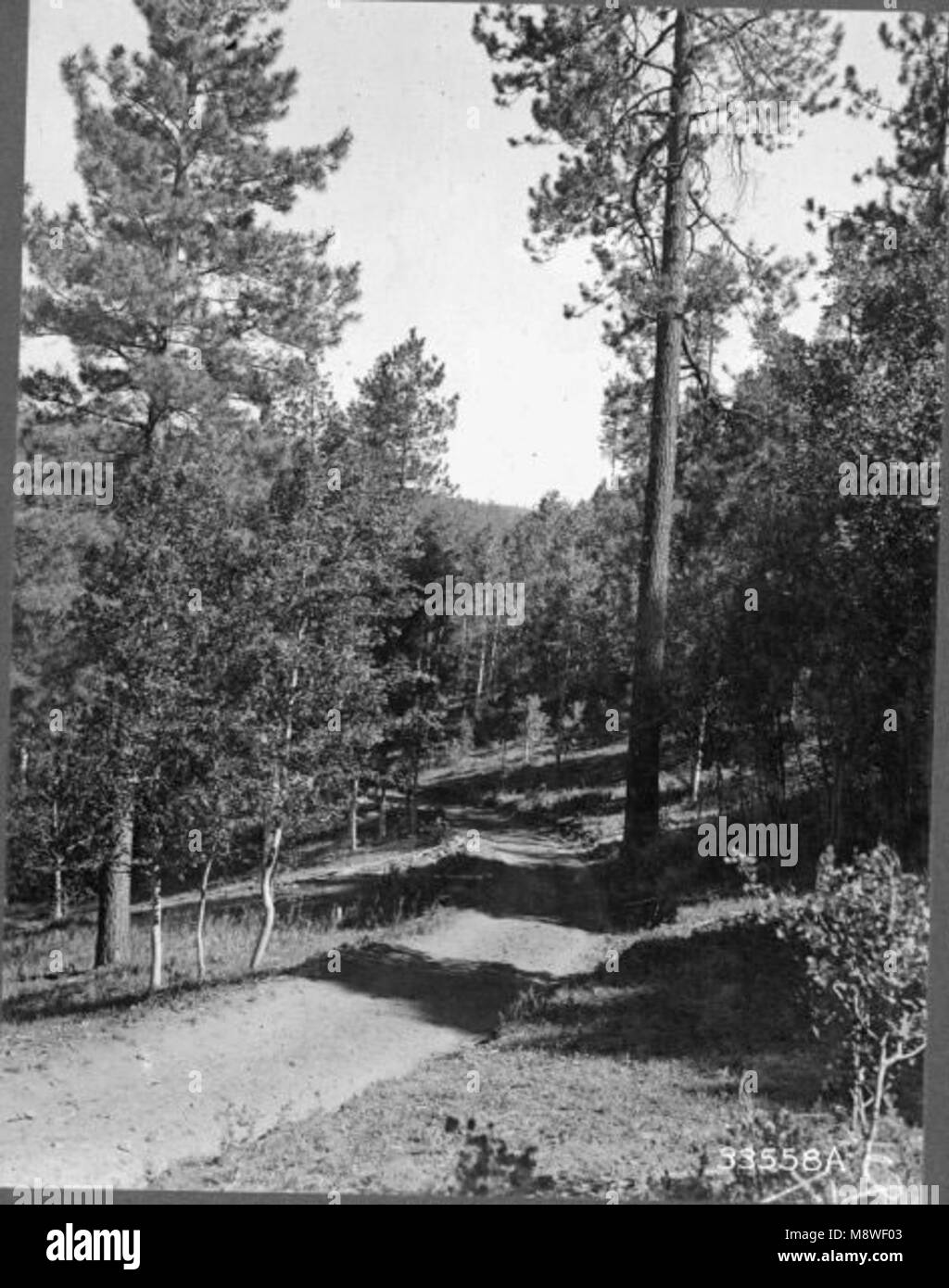 Vintage black and white photo history of life and work in the forest ...