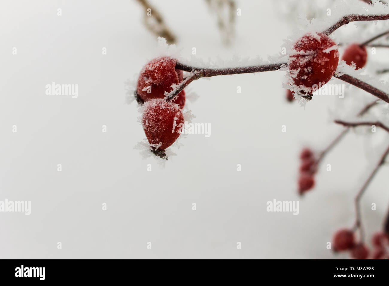 rosehip berries in frost closeup on the blurry light background Stock ...