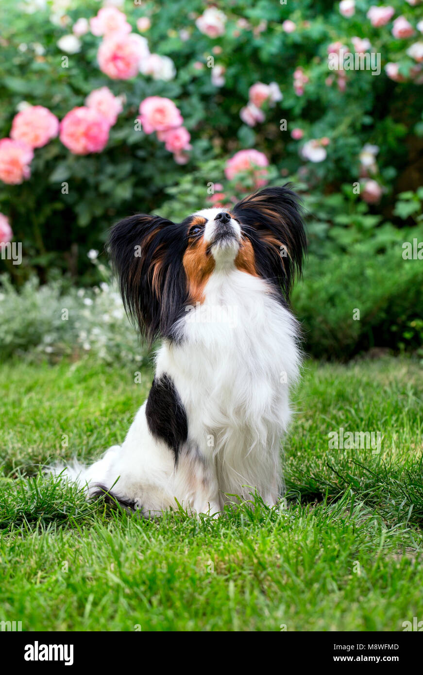 Small fluffy playful papillon hi-res stock photography and images - Alamy