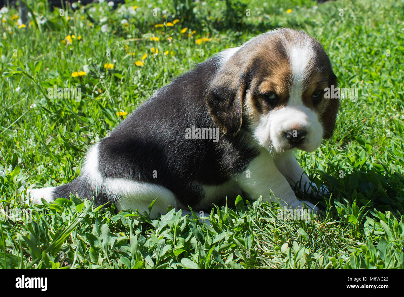 Small sad puppy of the Beagle breed sits in the grass and looks from ...