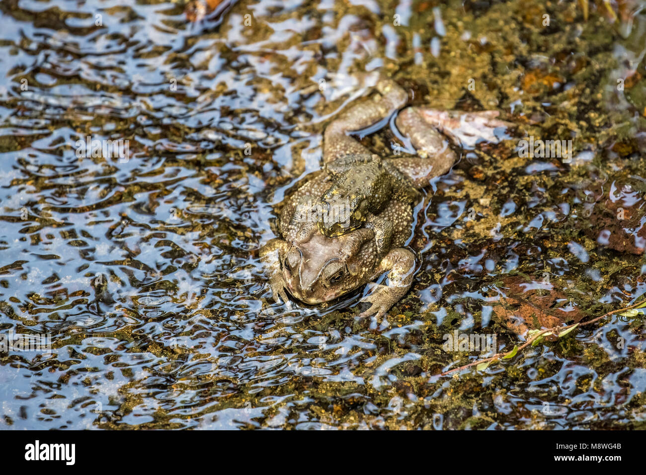 Asian Common Toad (Duttaphrynus melanostictus) mating Stock Photo - Alamy