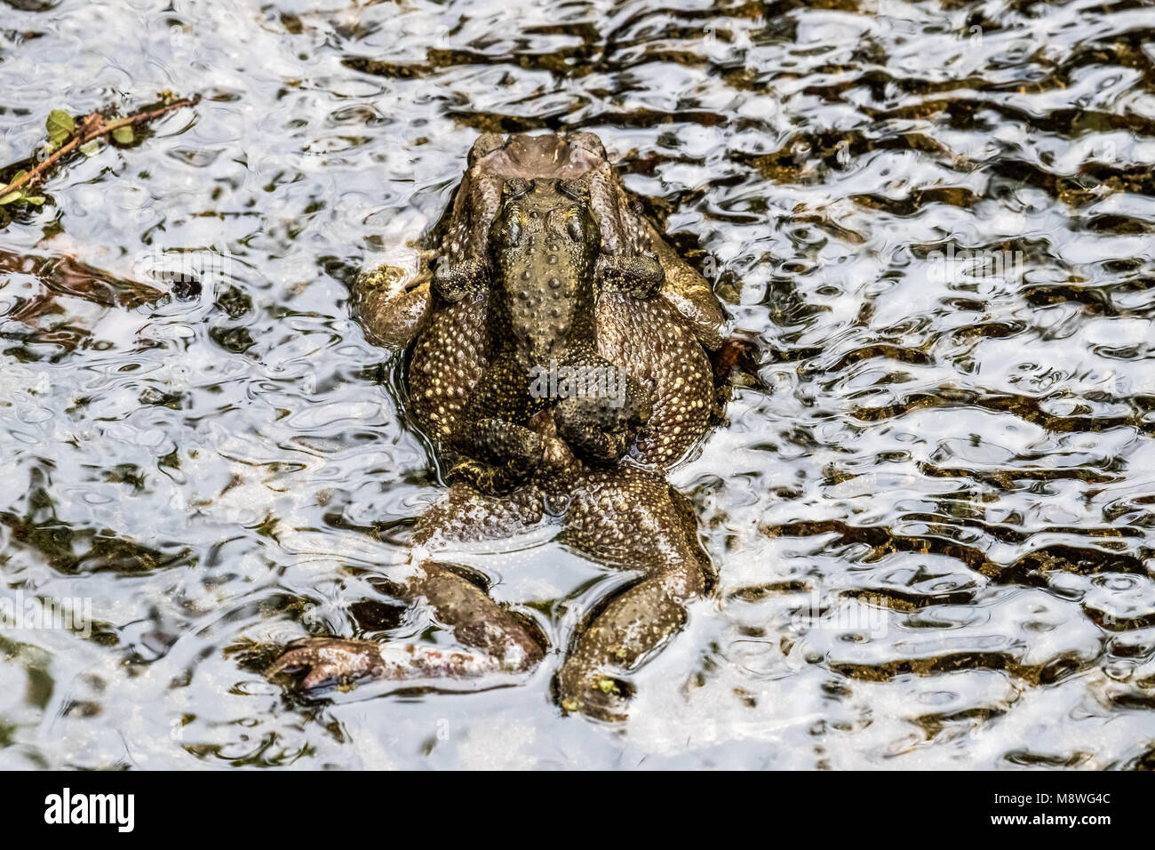Asian Common Toad (Duttaphrynus melanostictus) mating Stock Photo - Alamy