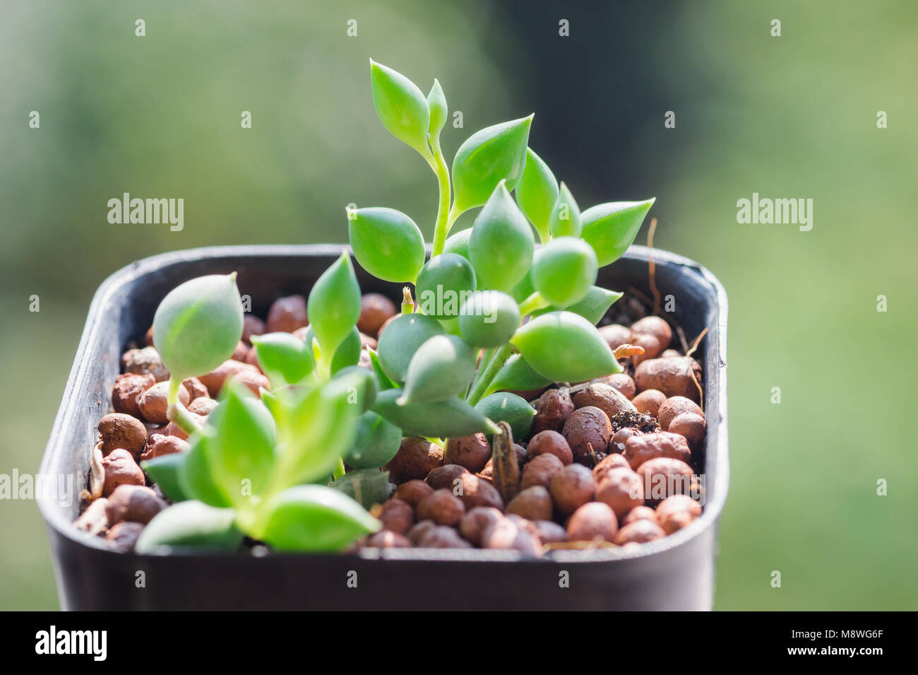Figs tree pot hi-res stock photography and images - Alamy
