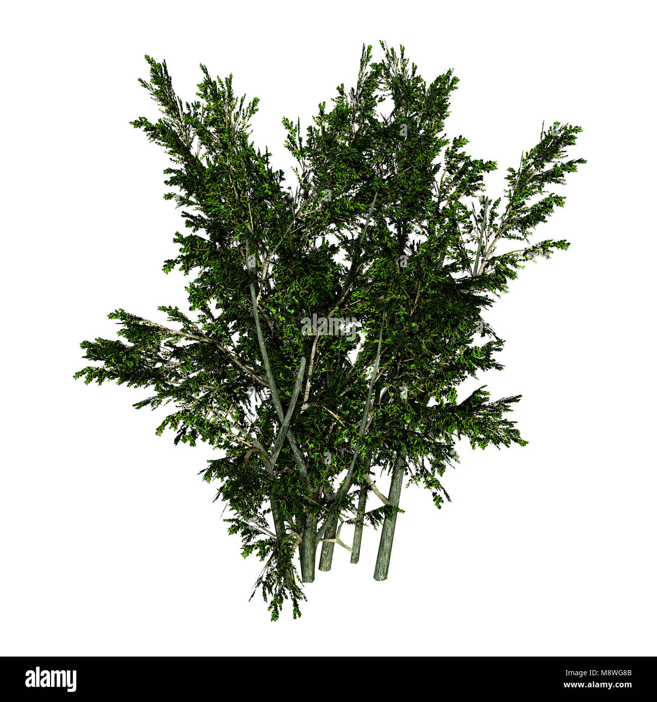 Creosote bush larrea tridentata chaparral Cut Out Stock Images ...