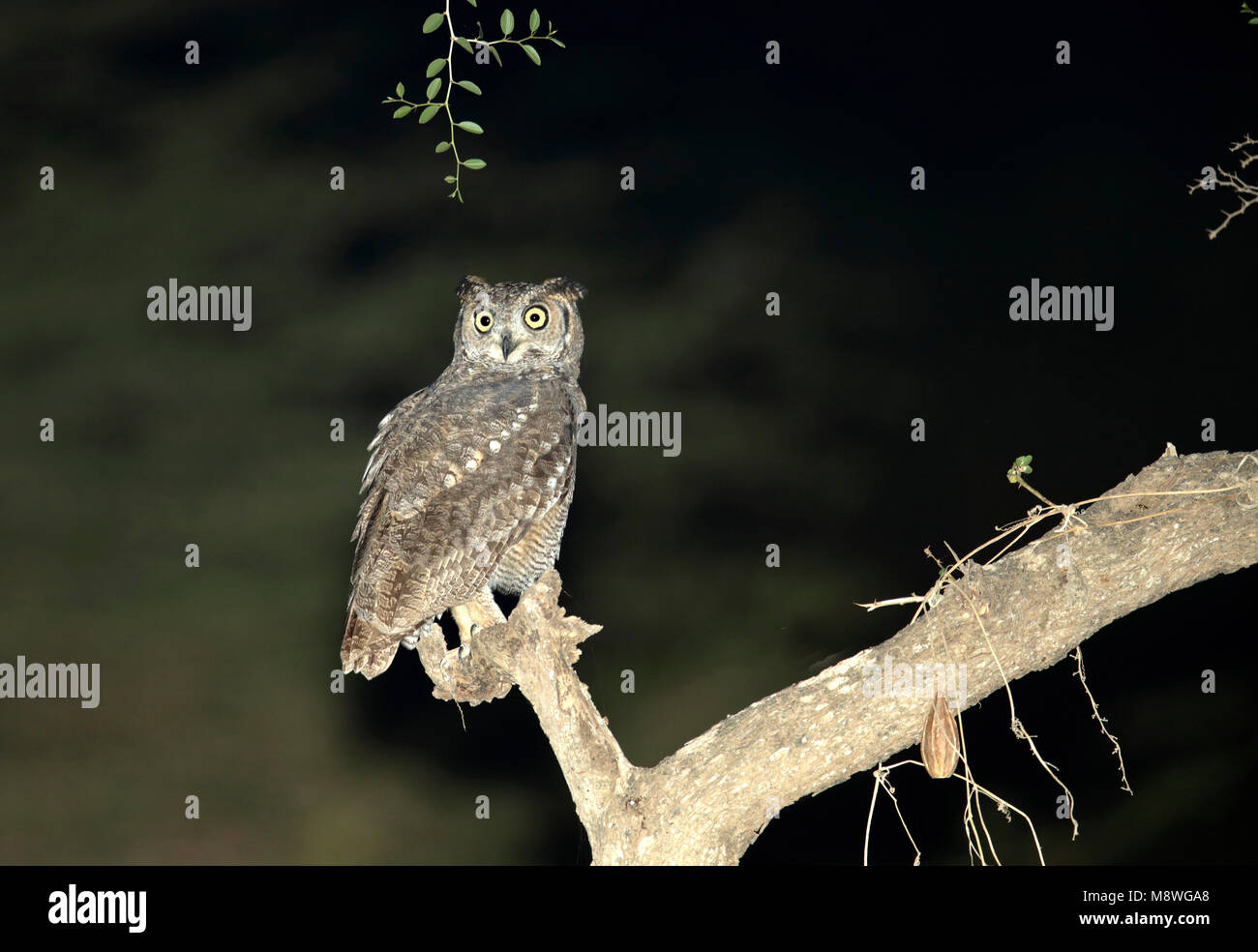 Woestijnoehoe, Arabian Eagle Owl (Bubo milesi) on hunting perch Stock ...