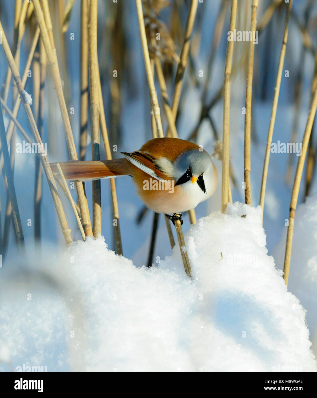 Baardman; Bearded Reedling (Panurus biarmicus Stock Photo - Alamy