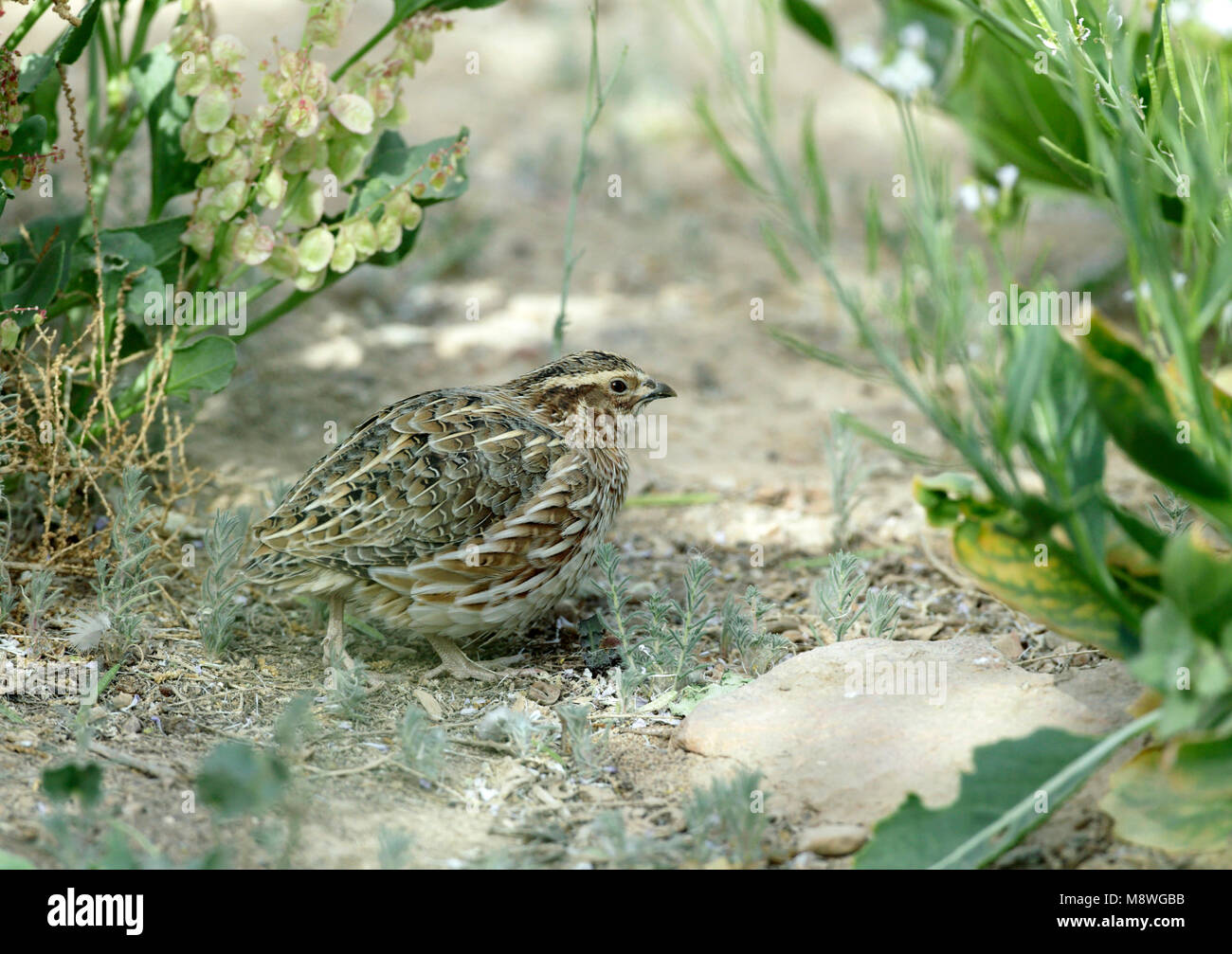 Kwartel; Common Quail (Coturnix coturnix) on migration Stock Photo - Alamy