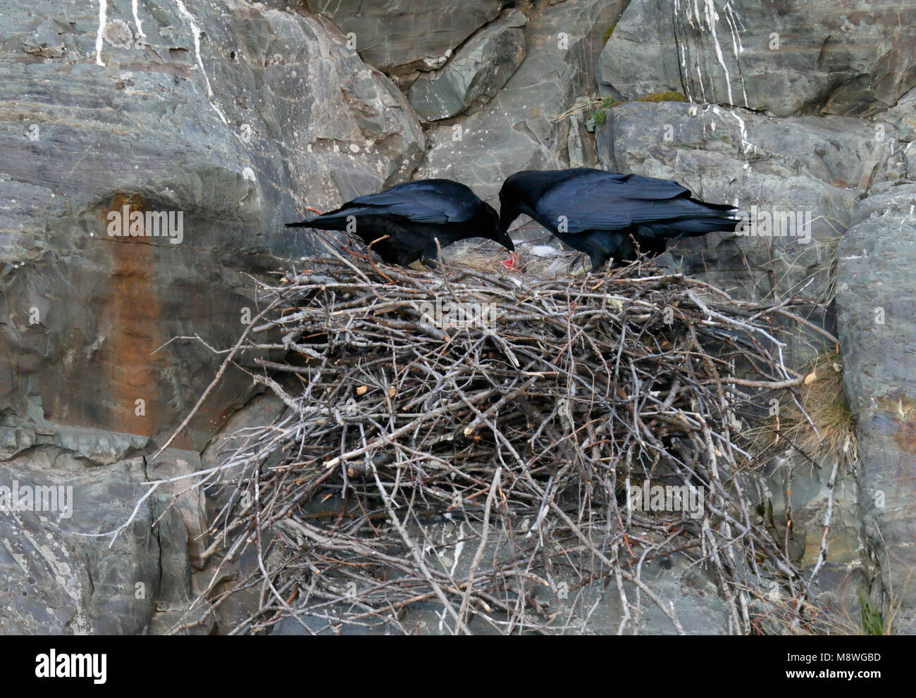 Raaf; Common Raven; Corvus corax; adult pair at nest with small chick ...