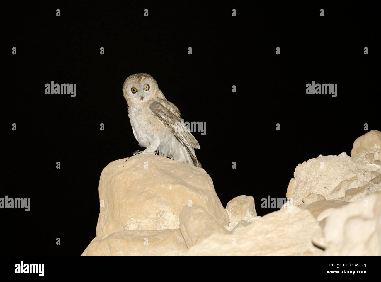 Palestijnse Bosuil;Desert Owl (Strix hadorami) adult on breeding cliff ...