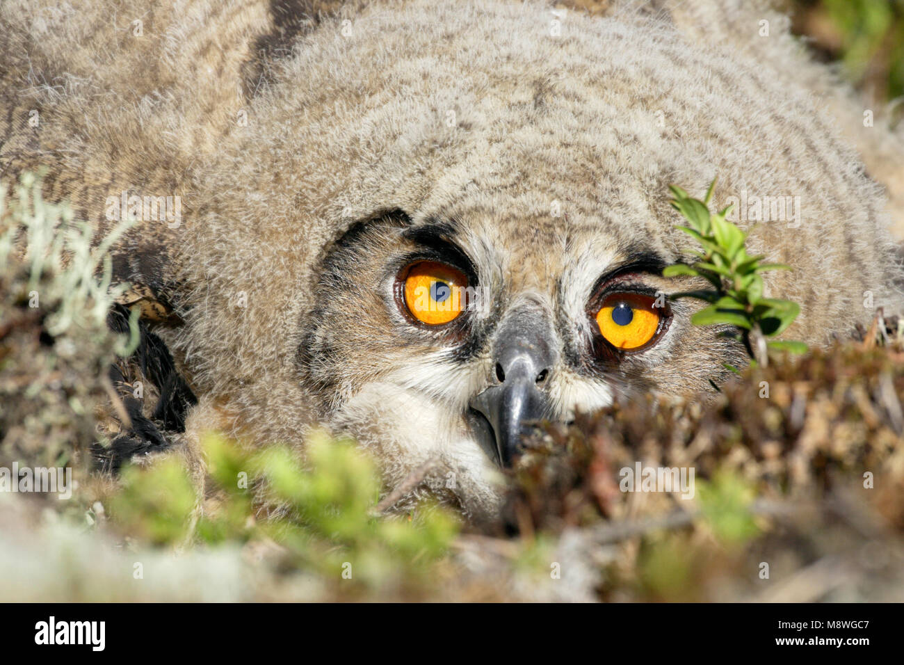 Oehoe; Eagle Owl; Bubo bubo Stock Photo - Alamy