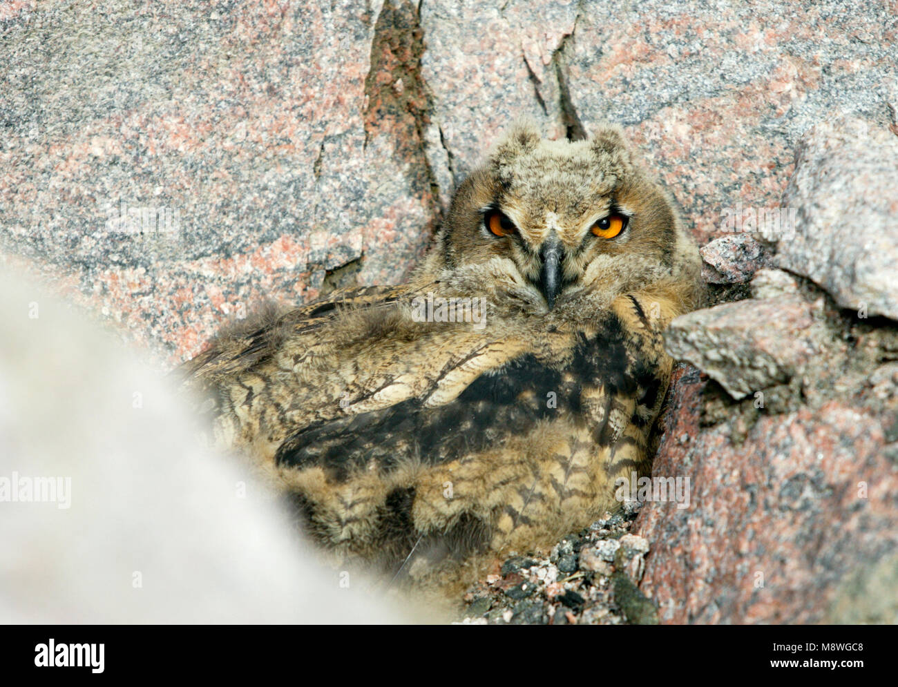 Oehoe; Eagle Owl; Bubo bubo Stock Photo - Alamy