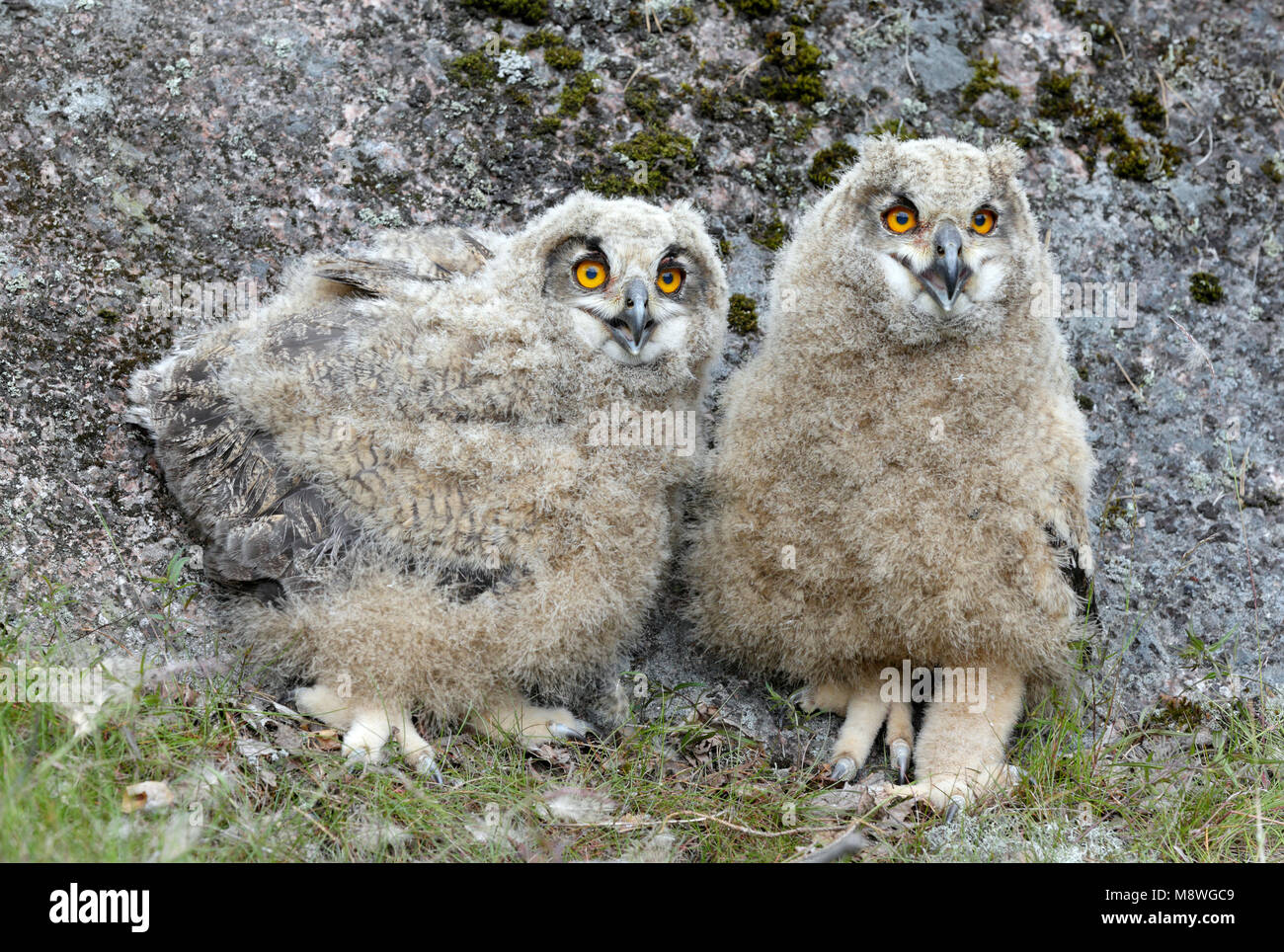 Oehoe; Eagle Owl; Bubo bubo Stock Photo - Alamy